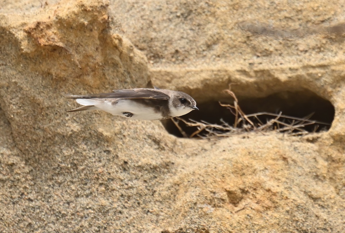 eBird Checklist - 28 Jun 2024 - Pit de sable 48.17221, -78.15689 - 17 ...