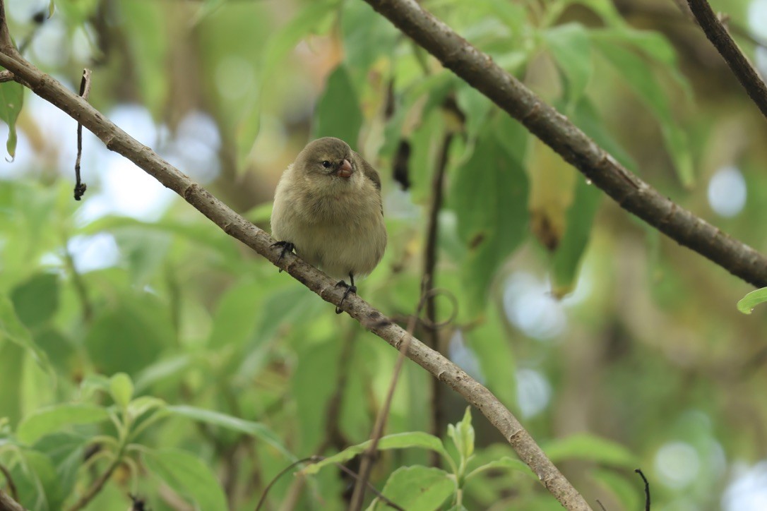 Media Search - Macaulay Library and eBird