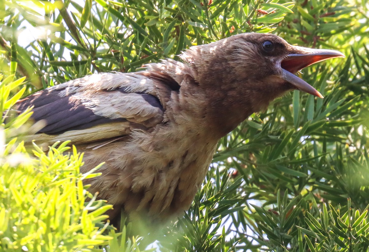 eBird Checklist - 28 Jun 2024 - El Camino Village, CA - 4 species