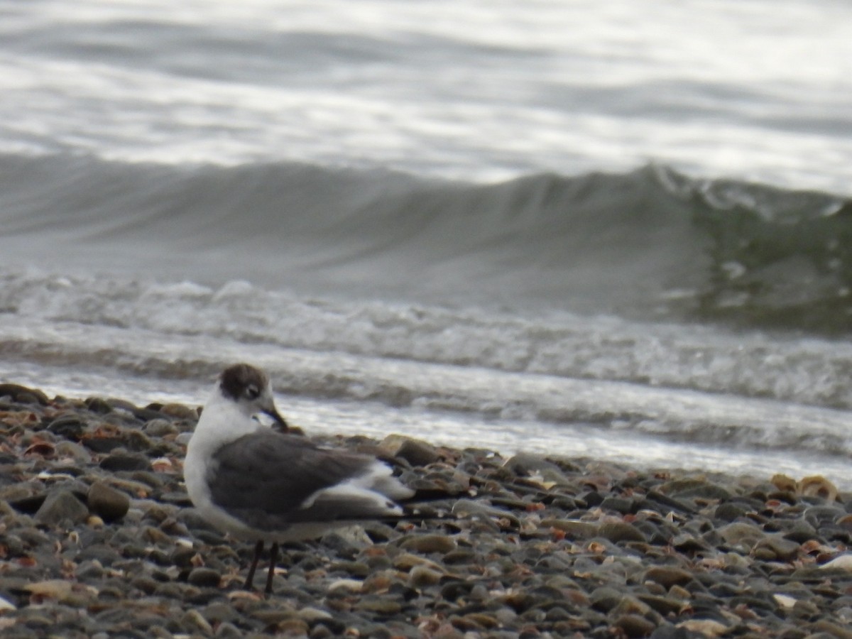 eBird Checklist - 29 Jun 2024 - Penfield Reef - 21 species