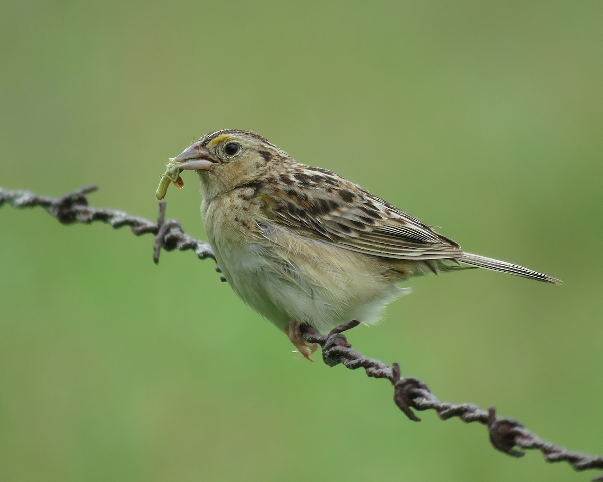 ML620950767 - Grasshopper Sparrow - Macaulay Library