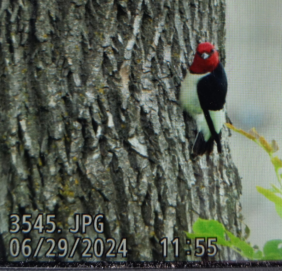 eBird Checklist - 29 Jun 2024 - 960 State Highway 30, Pipestone ...