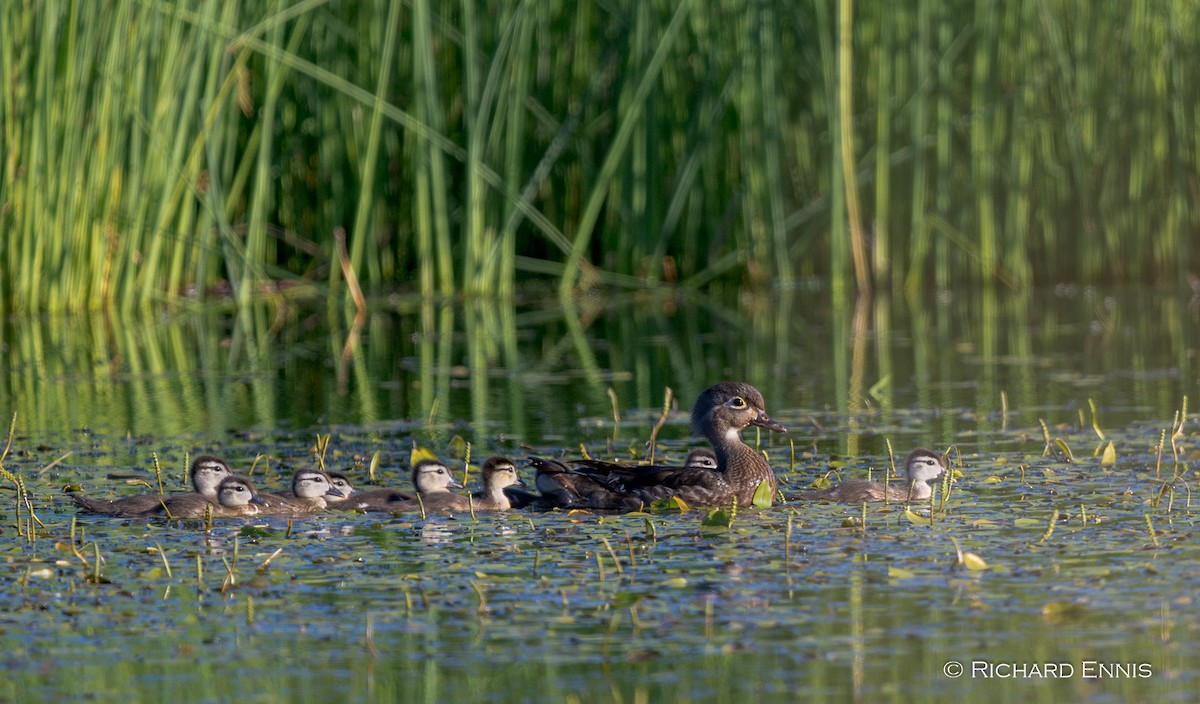 eBird Checklist - 28 Jun 2024 - Eagle Point WMA - 22 species