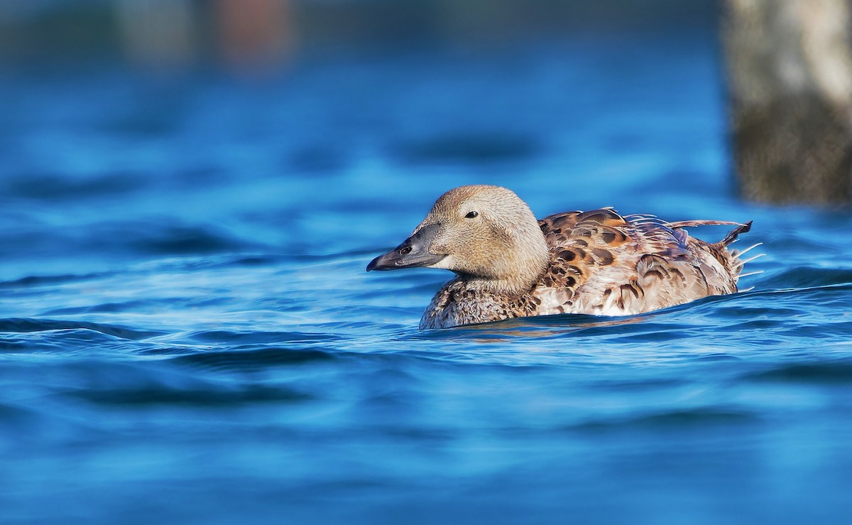 ML620965734 - King Eider - Macaulay Library
