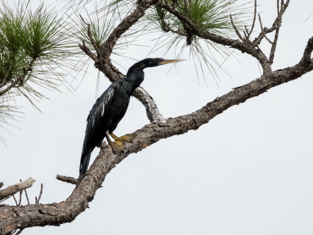 eBird Checklist - 29 Jun 2024 - John C. and Mariana Jones/Hungryland ...