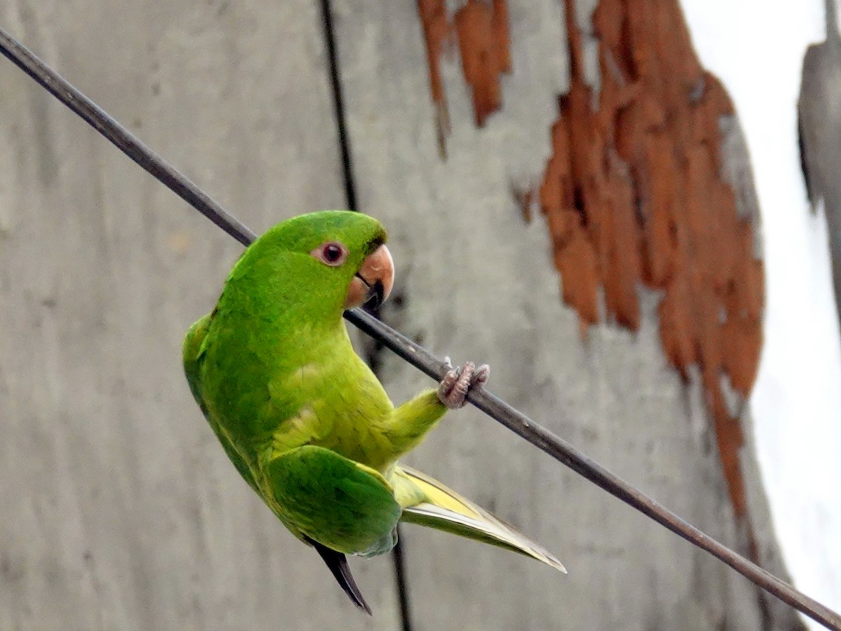 ML620968383 - Pacific Parakeet - Macaulay Library
