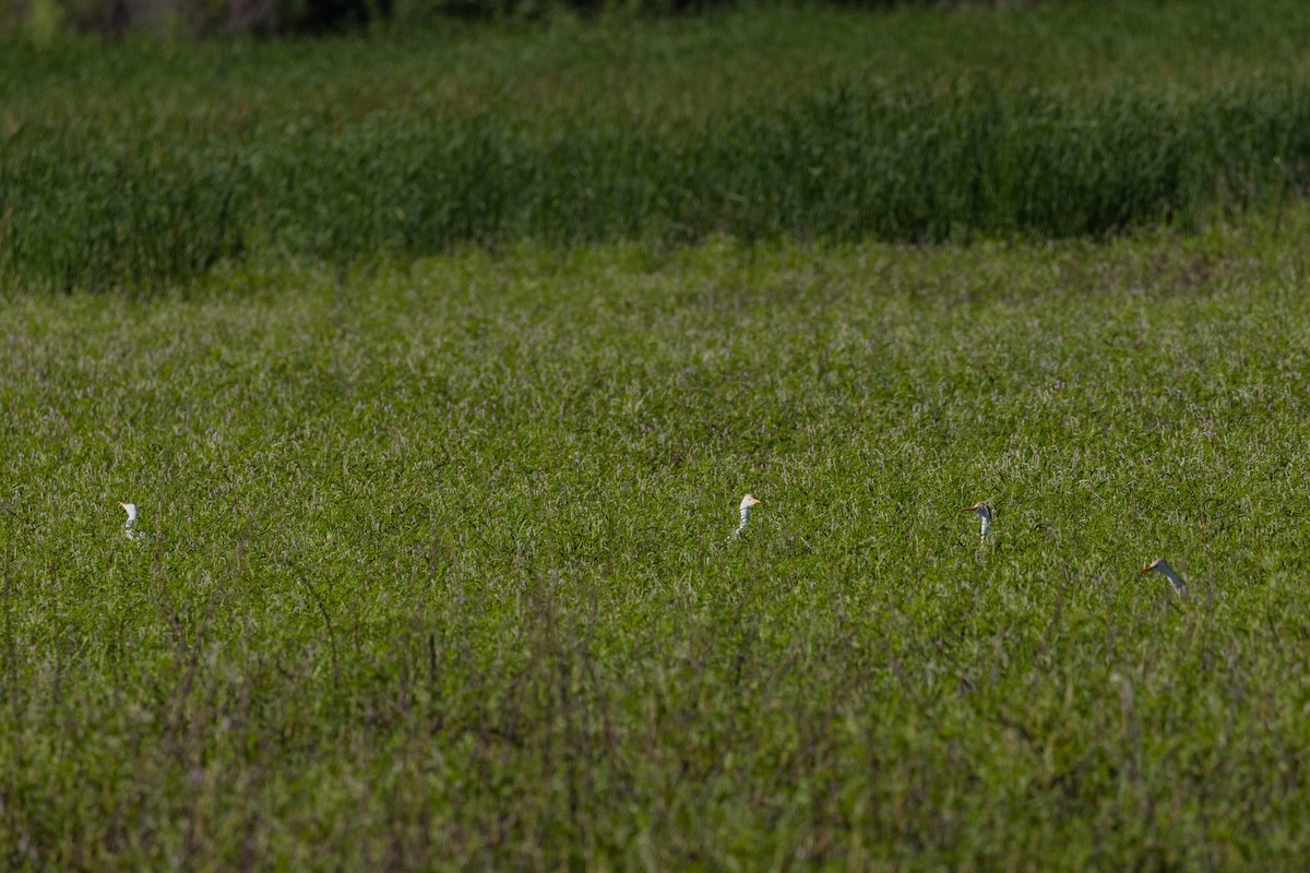 eBird Checklist - 30 Jun 2024 - I-20 Pond/Jenna Welch Nature Ctr. (FWTX ...