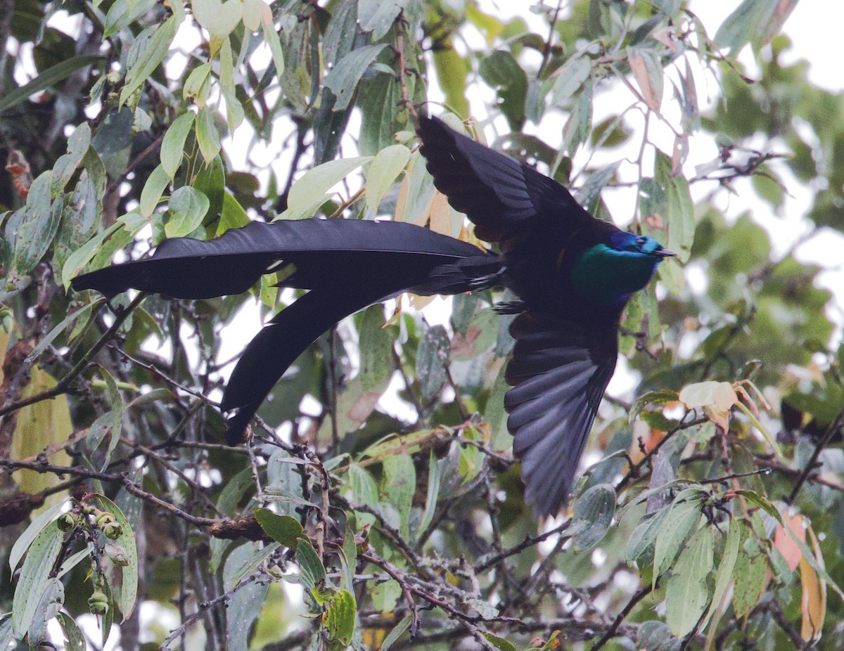 ML620991128 - Stephanie's Astrapia - Macaulay Library