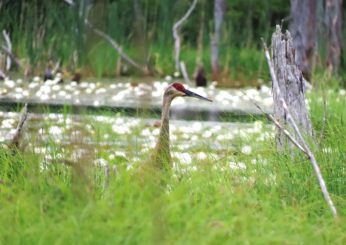 eBird Checklist - 29 Jun 2024 - Morgan Meadow WMA - 45 species