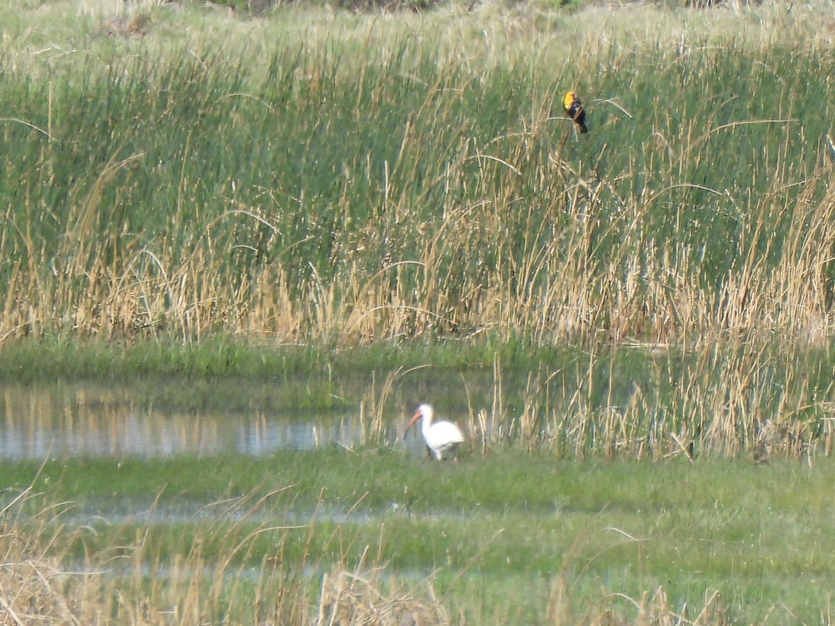 eBird Checklist - 21 Jun 2024 - Hutton Lake NWR - 21 species