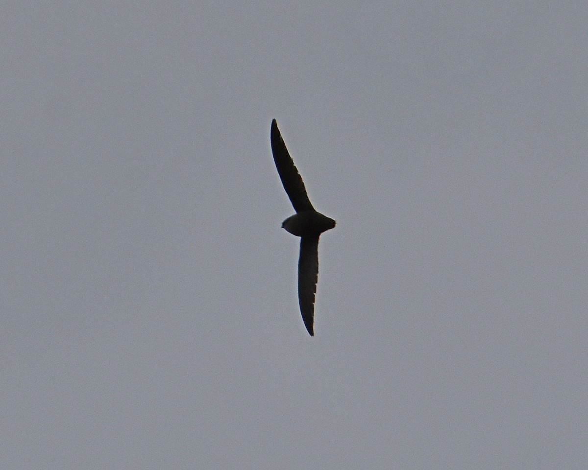 eBird Checklist - 7 Jun 2024 - Harley Ensign Memorial Boating Access ...