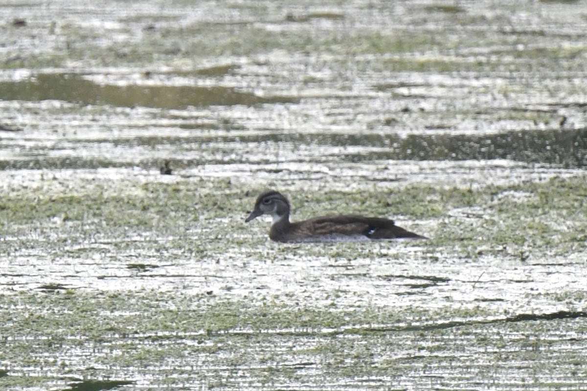 Pennsylvania Bird Atlas Checklist - 30 Jun 2024 - Fairbrook Wetlands - 14 species