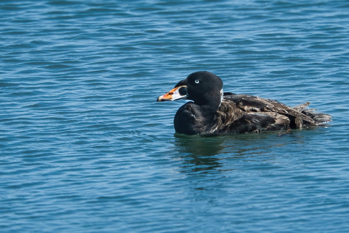 eBird Checklist - 4 Jun 2024 - Bodega Bay--harbor and immediate ...