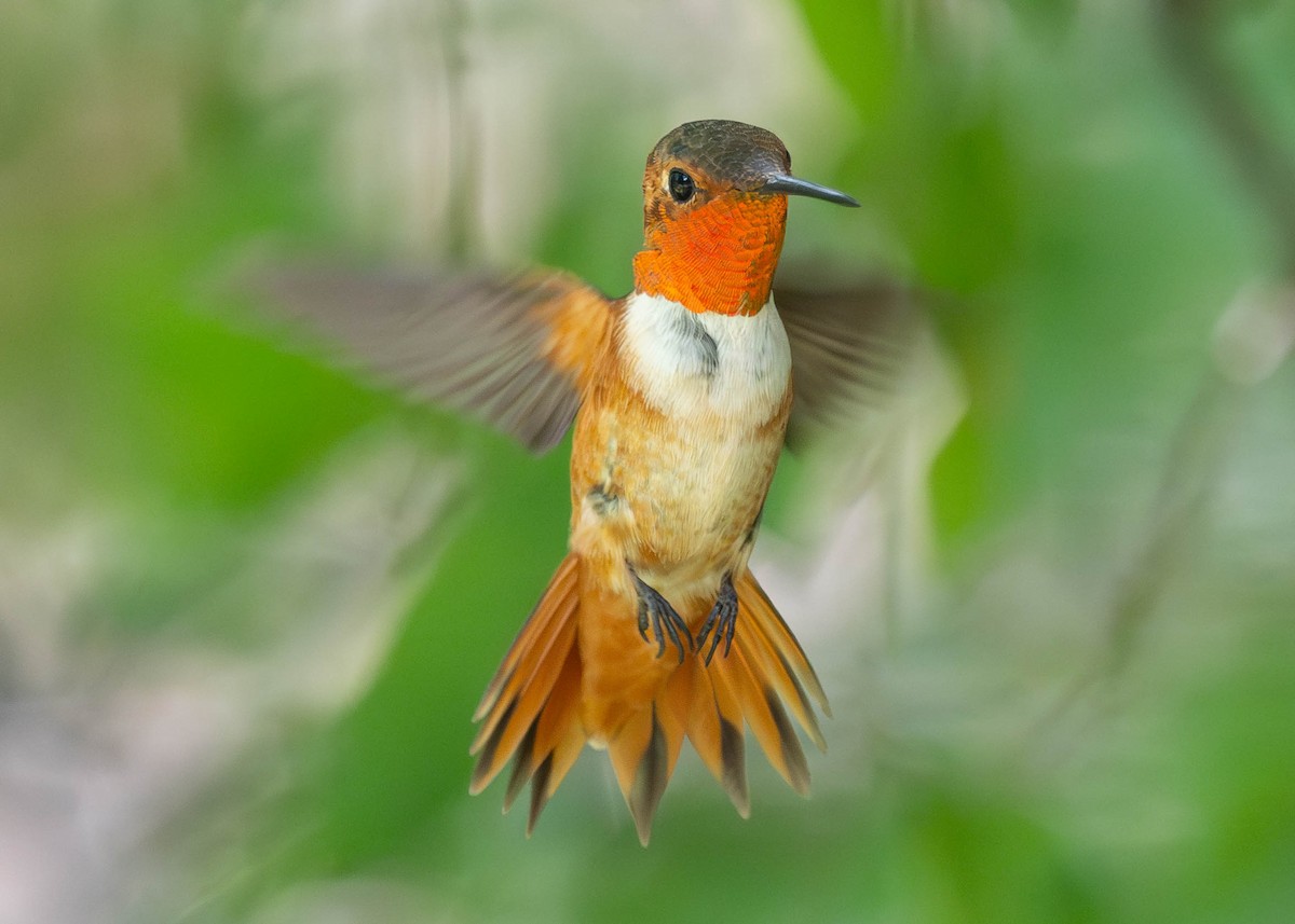 ML621014207 - Allen's Hummingbird - Macaulay Library
