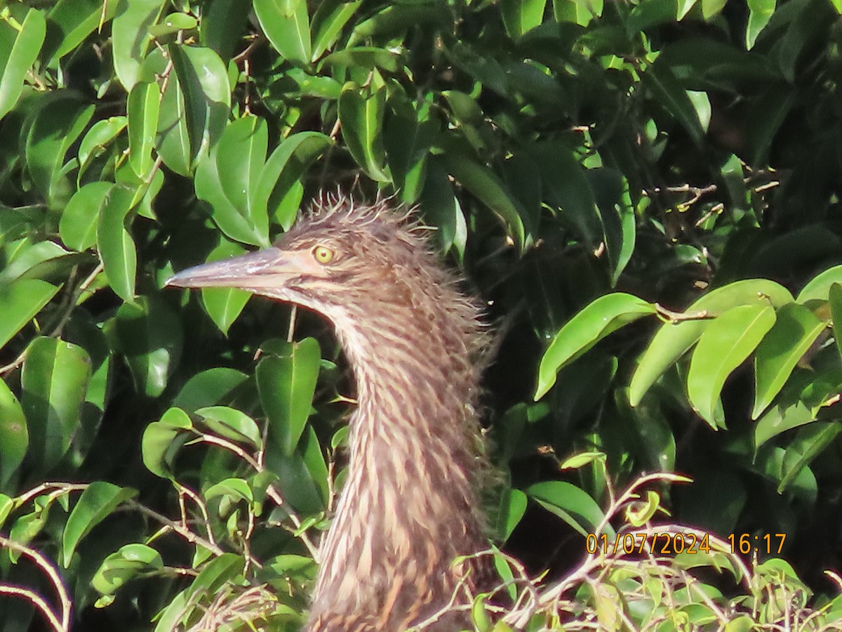eBird Checklist - 1 Jul 2024 - Royal Harbour Cairns Esplanade. Birds ...