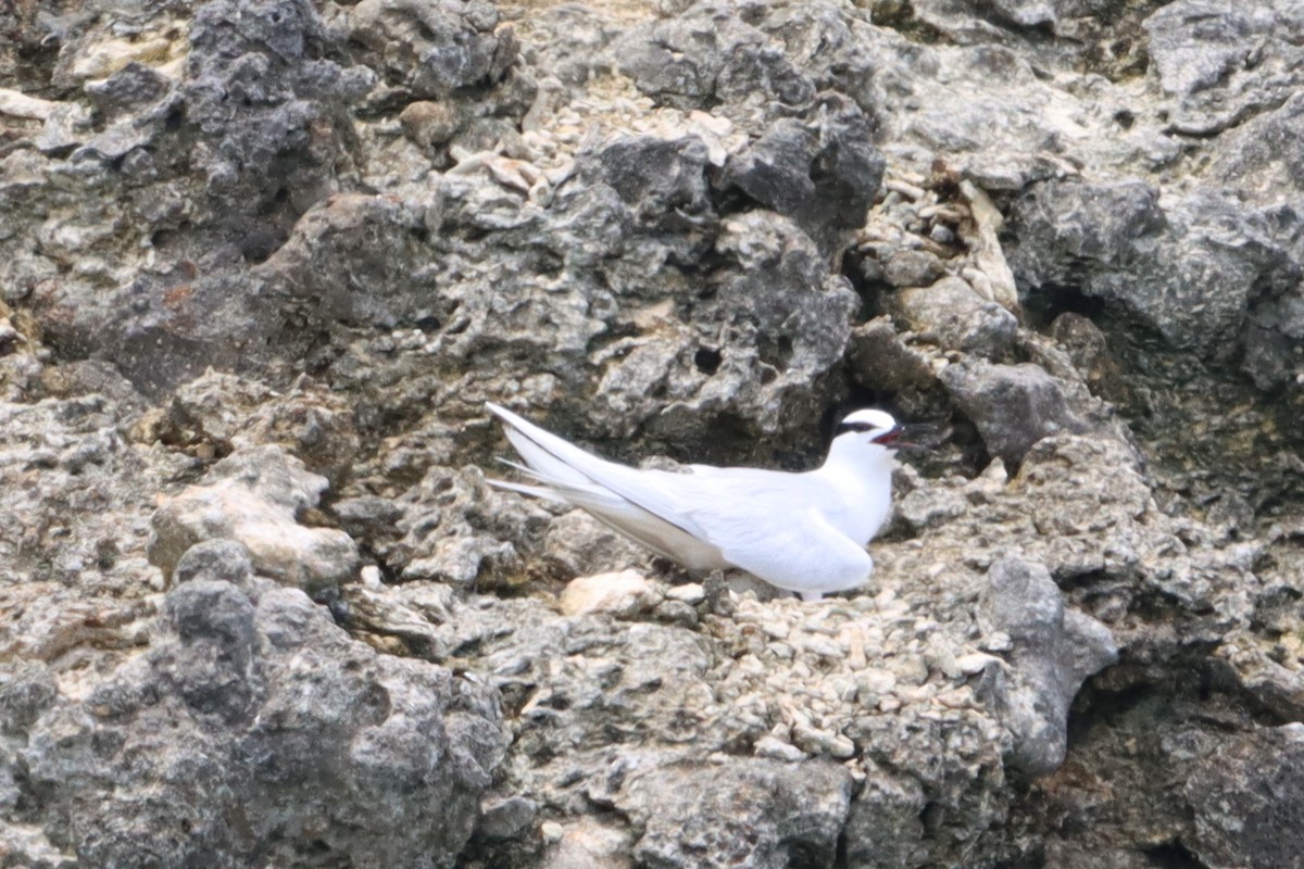 eBird Checklist - 1 Jul 2024 - Danjugan Island, Cauayan - 3 species