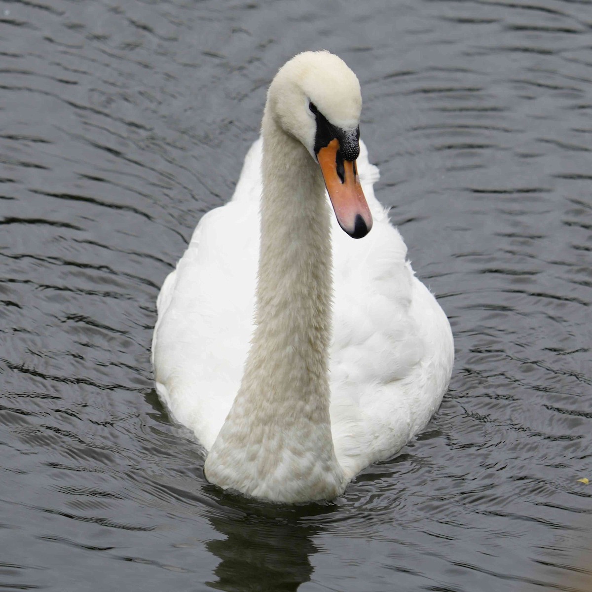 eBird Checklist - 1 Jul 2024 - Lagan Valley AONB, Belfast GB-Northern ...