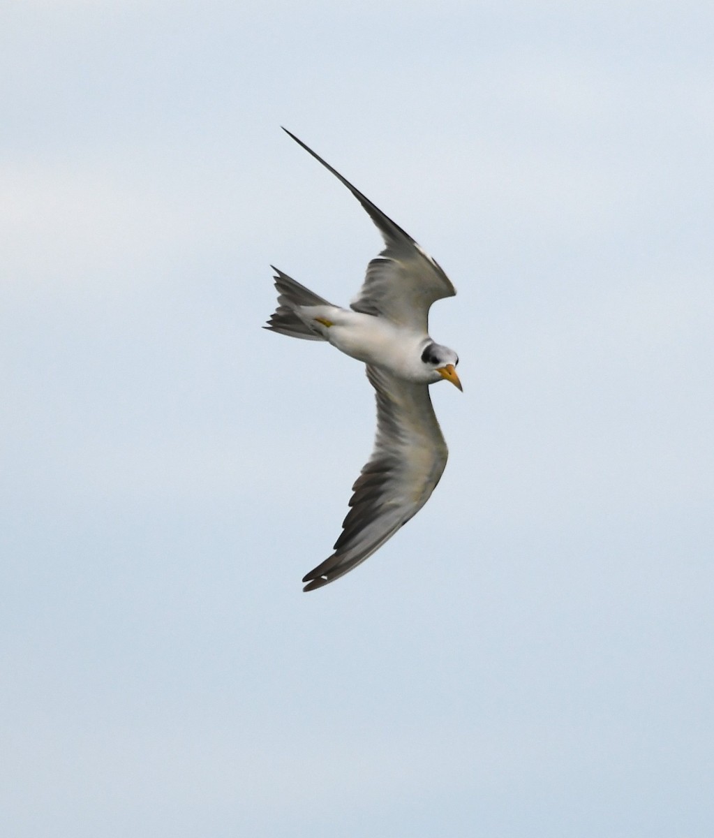 ML621042872 - Large-billed Tern - Macaulay Library