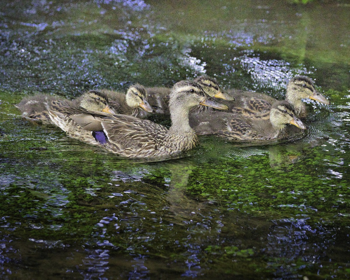 Pennsylvania Bird Atlas Checklist - 1 Jul 2024 - LeTort Spring Run ...