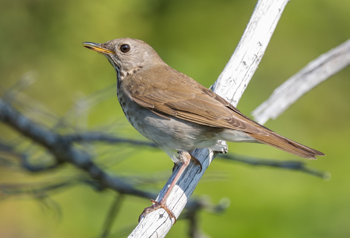 eBird Checklist - 1 Jul 2024 - PN des Monts-Valin--Lac des Pionniers ...