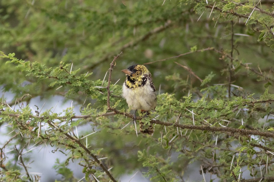 Barbudo de D'Arnaud (emini) - eBird