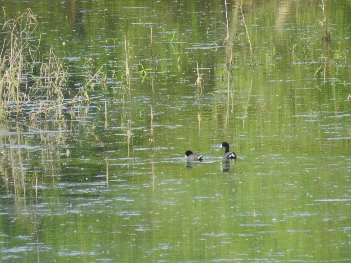 eBird Checklist - 1 Jul 2024 - Holla Bend NWR - 41 species
