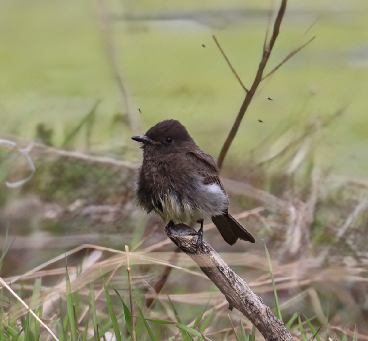 eBird Checklist - 10 May 2024 - Sinton Pond Open Space - 20 species (+1 ...