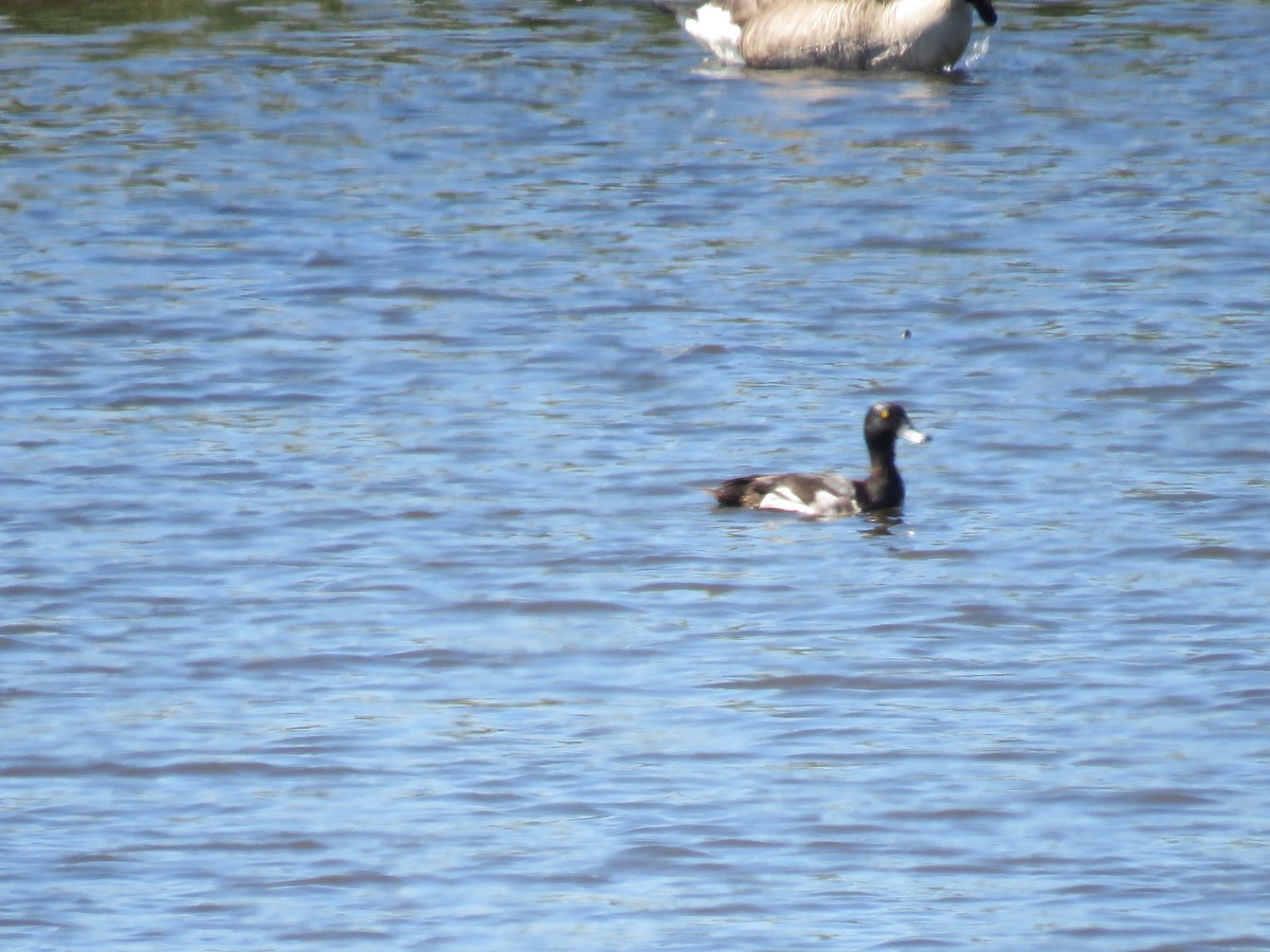 eBird Checklist - 2 Jul 2024 - Parker River NWR - 53 species