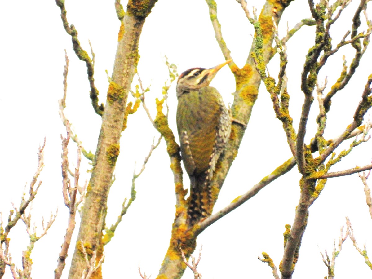eBird Checklist - 30 Jun 2024 - Royal springs Golf Course, Srinagar ...