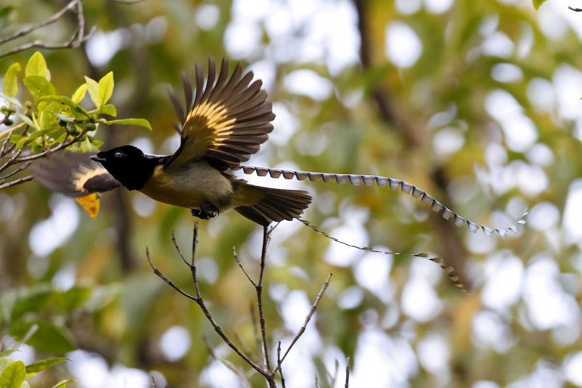 ML621073492 - King-of-Saxony Bird-of-Paradise - Macaulay Library
