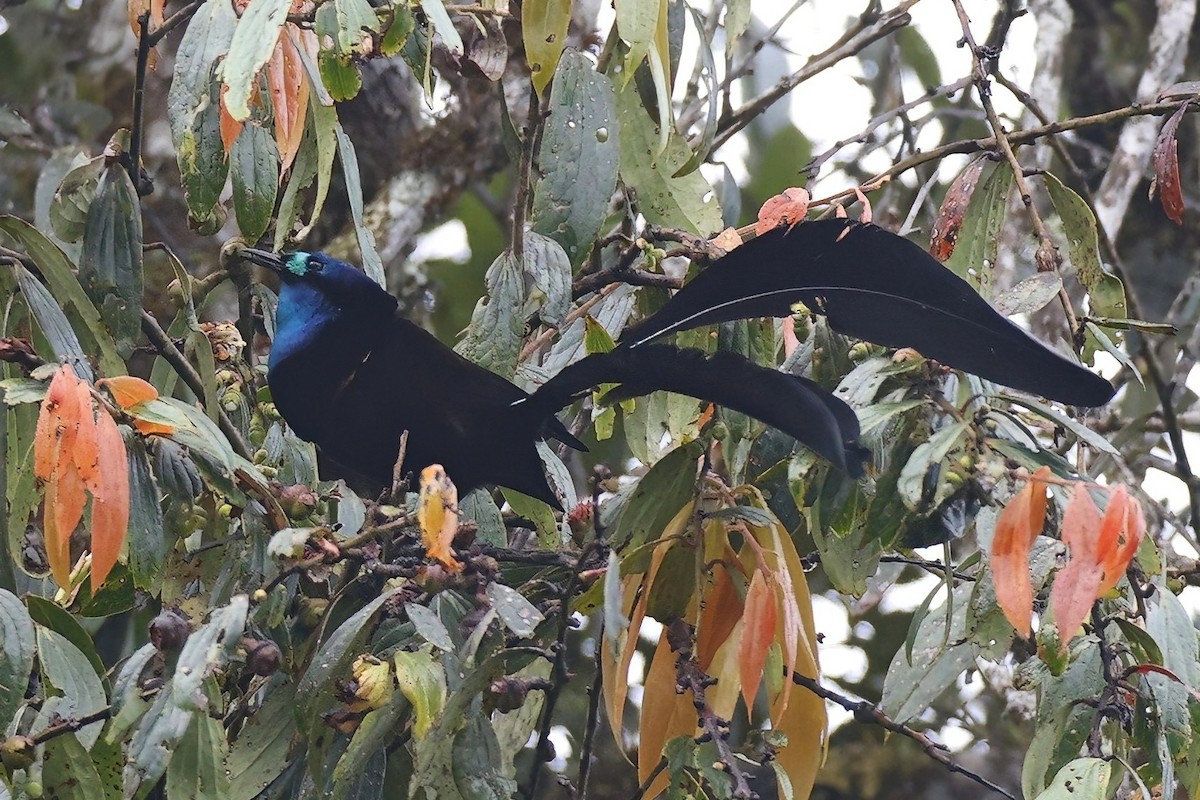 ML621074561 - Stephanie's Astrapia - Macaulay Library