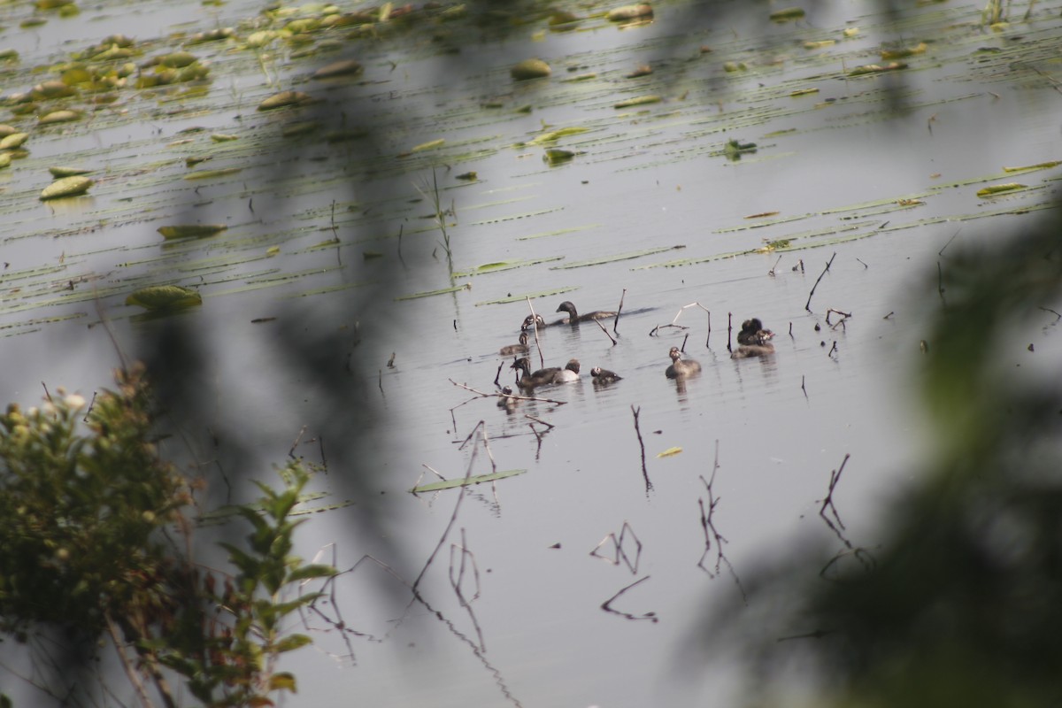 eBird Checklist - 2 Jul 2024 - Loess Bluffs NWR--Snow Goose Pool - 30 ...