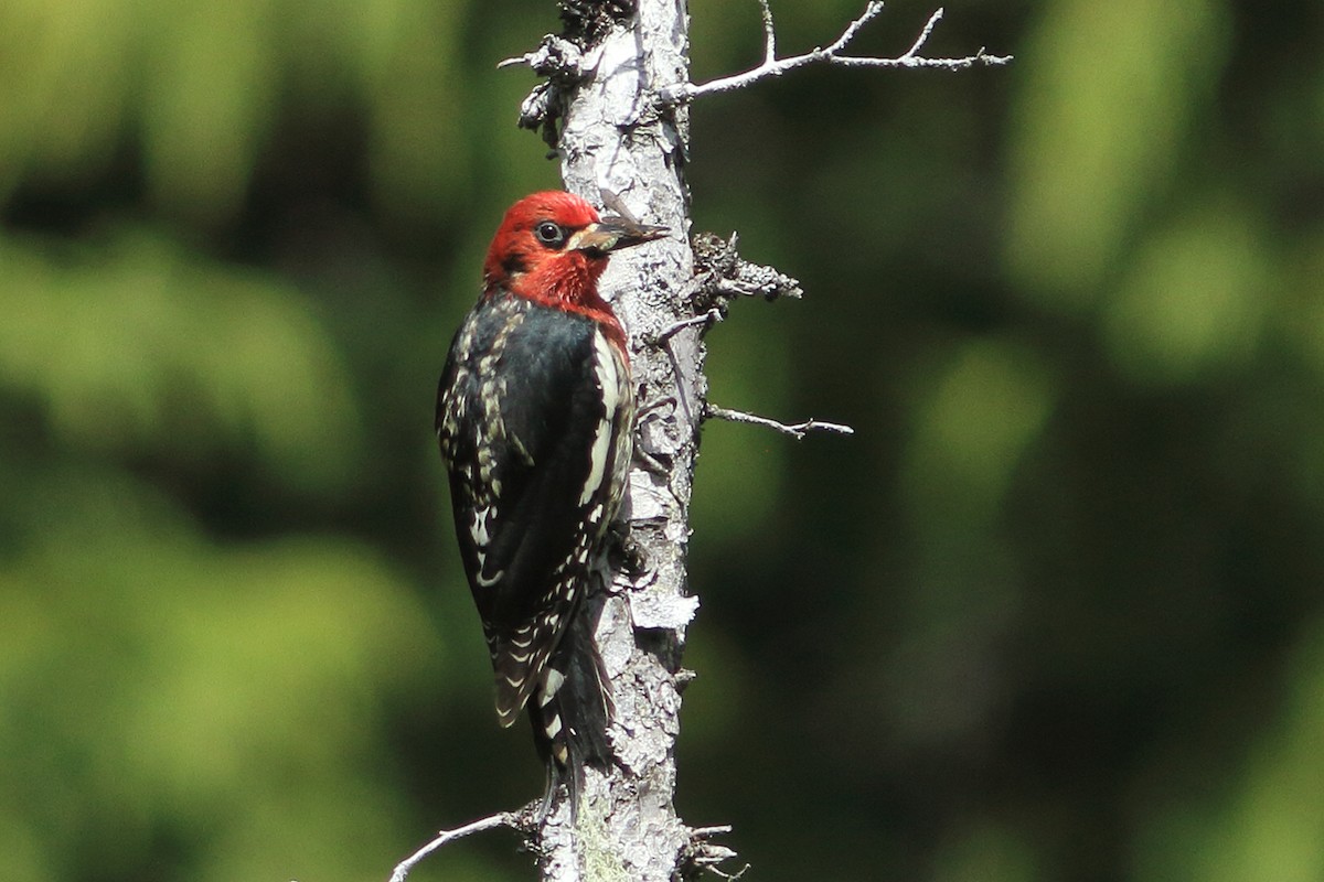 eBird Checklist - 13 Jun 2024 - Cypress Provincial Park--Bowen Lookout ...