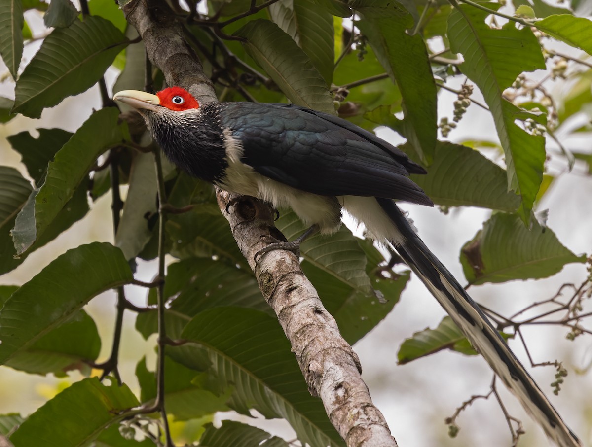ML621076469 - Red-faced Malkoha - Macaulay Library
