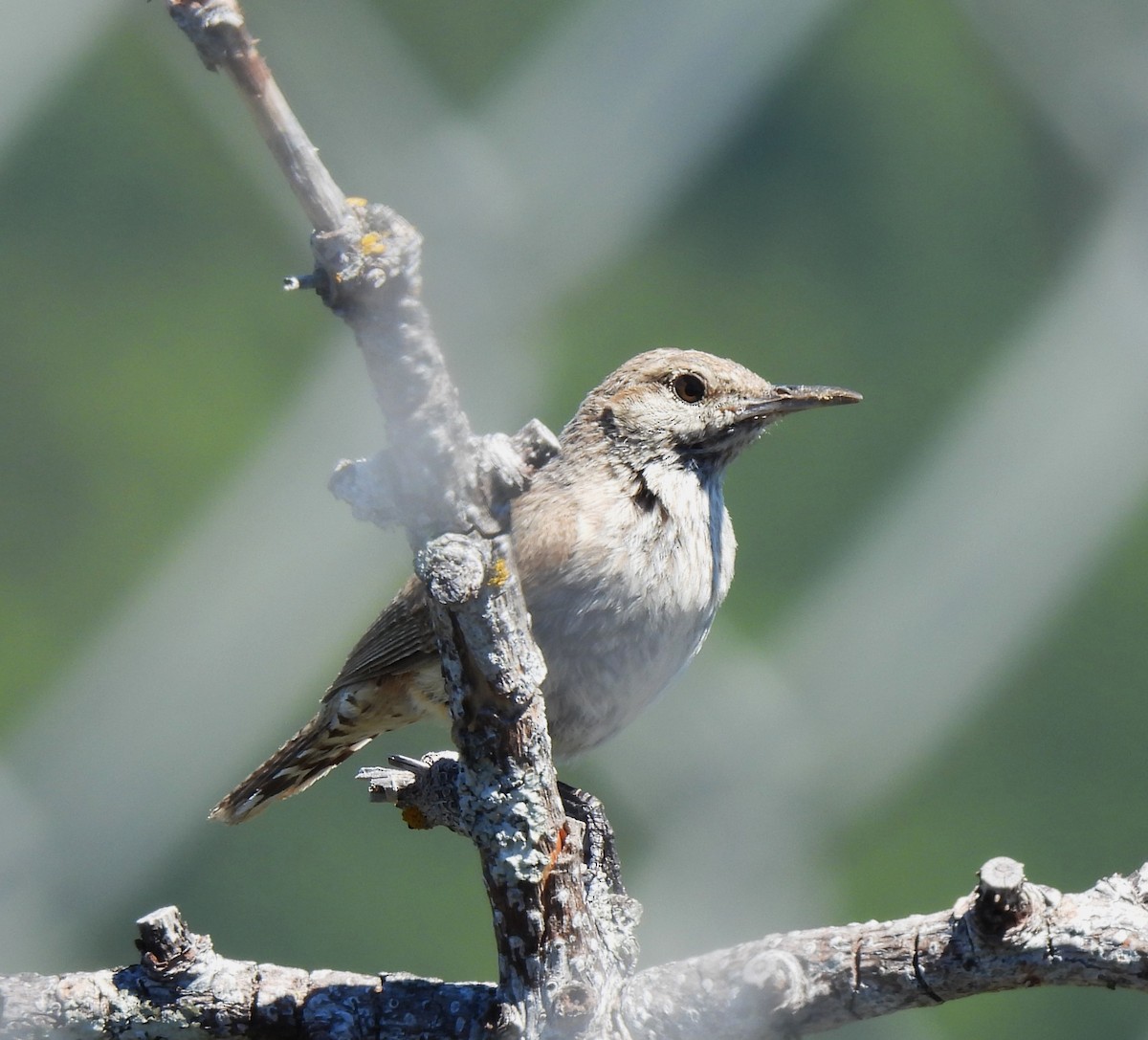 eBird Checklist - 2 Jul 2024 - Larch Mountain - 21 species (+1 other taxa)