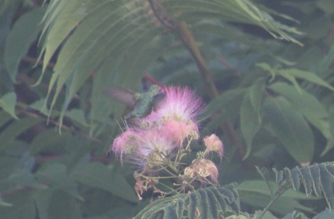 eBird Checklist - 2 Jul 2024 - Calcon Hook Road - 27 species