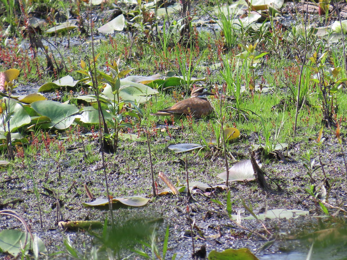 eBird Checklist - 2 Jul 2024 - Ramapo Valley County Reservation - 39 ...