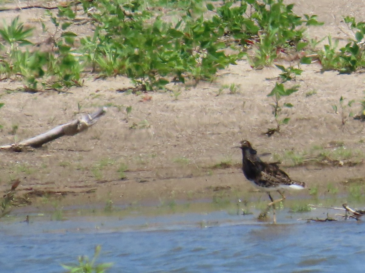 Pennsylvania Bird Atlas Checklist - 2 Jul 2024 - Presque Isle SP--Gull Pt. - 25 species (+1 ...