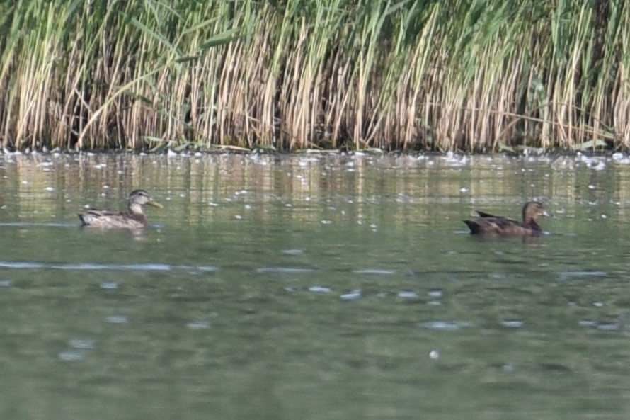 eBird Checklist - 3 Jul 2024 - Jamaica Bay Wildlife Refuge - 51 species ...