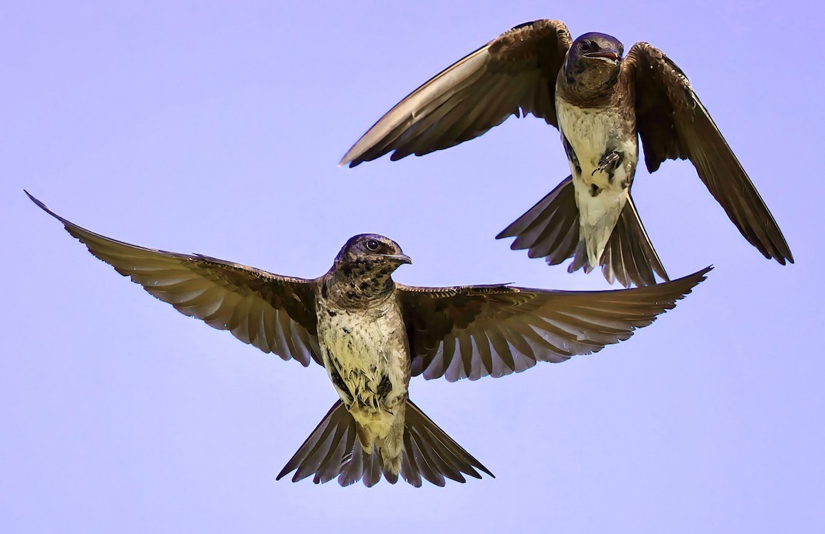 ML621112285 - Purple Martin - Macaulay Library