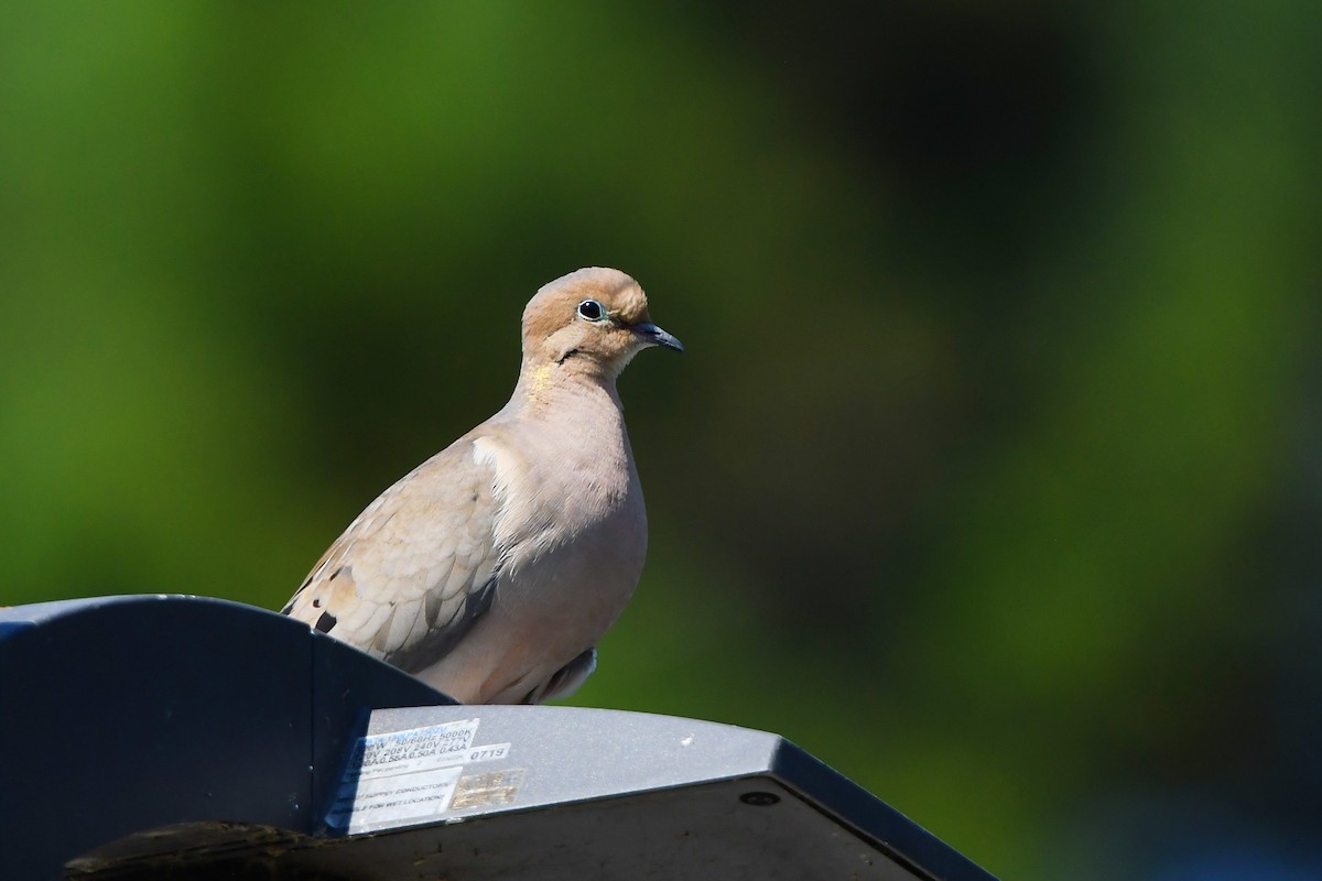 eBird Checklist - 3 Jul 2024 - Shorebird Way rookery - 12 species