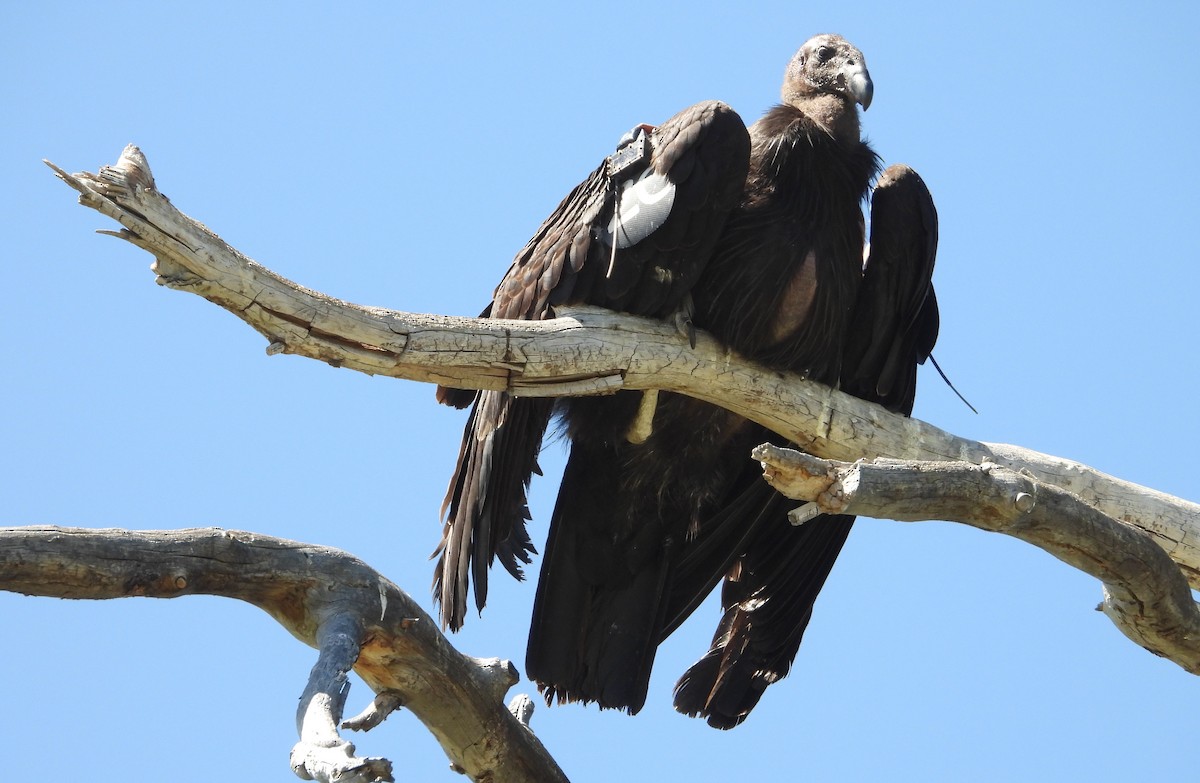 ML621134192 - California Condor - Macaulay Library