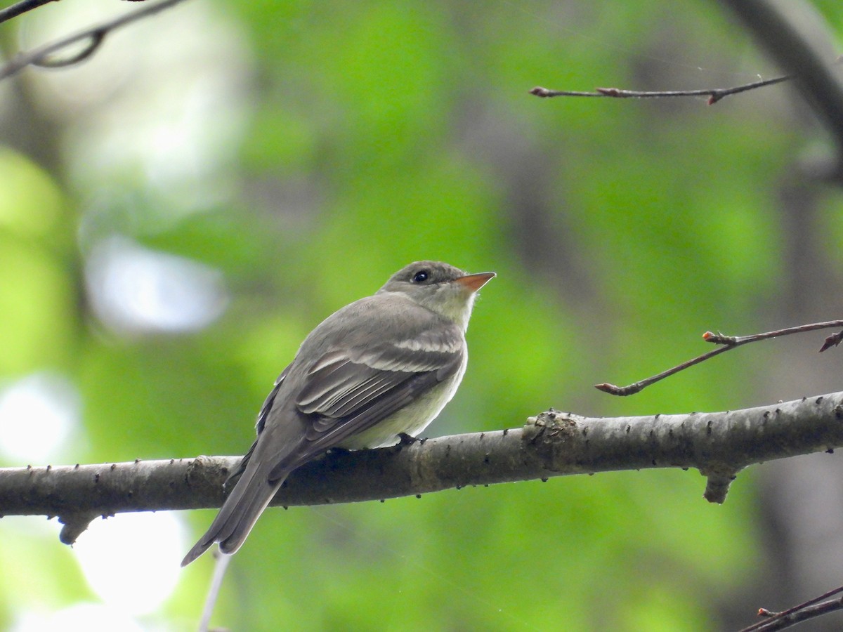 eBird Checklist - 4 Jul 2024 - Great Blue Hill - 34 species