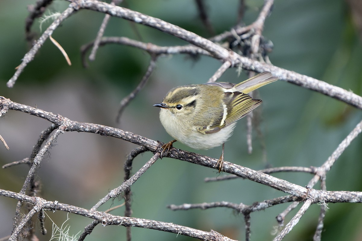 ML621137486 - Lemon-rumped Warbler - Macaulay Library