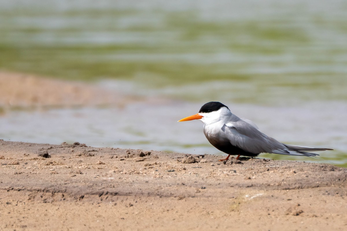 ML621138375 - Black-bellied Tern - Macaulay Library