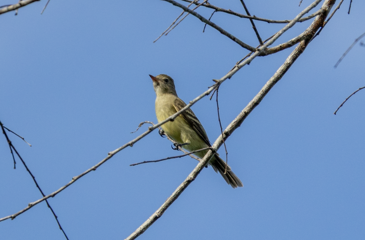 ML621140467 - Yellow-bellied Elaenia - Macaulay Library