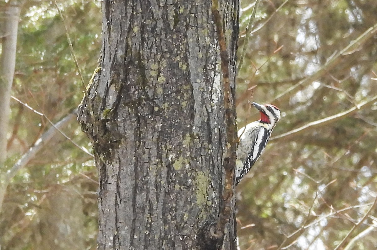 Pennsylvania Bird Atlas Checklist - 9 Apr 2024 - Buzzard Swamp Road Last Half Mile To Elk County ...