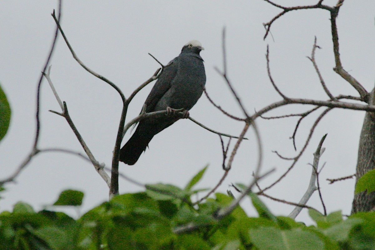 eBird Checklist - 20 Apr 2009 - Fort Zachary Taylor Historic SP - 25 ...