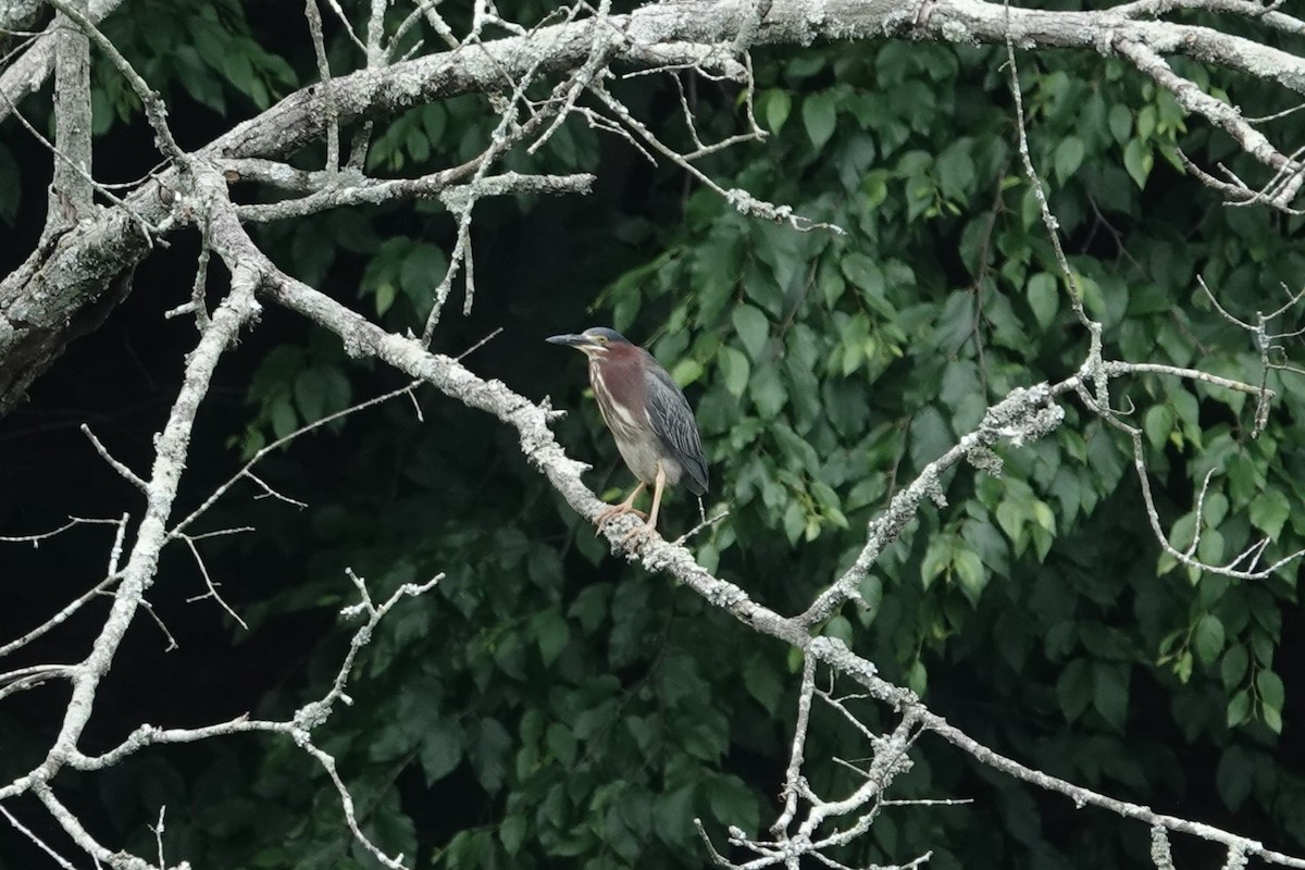 Pennsylvania Bird Atlas Checklist - 4 Jul 2024 - Washington Crossing ...