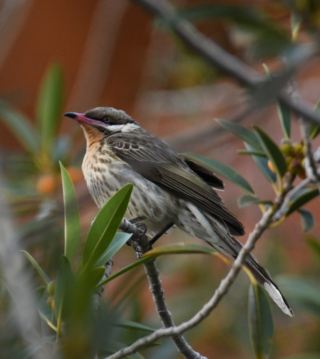 eBird Checklist - 30 Jun 2024 - Uluru-Kata Tjuta National Park--Kuniya ...